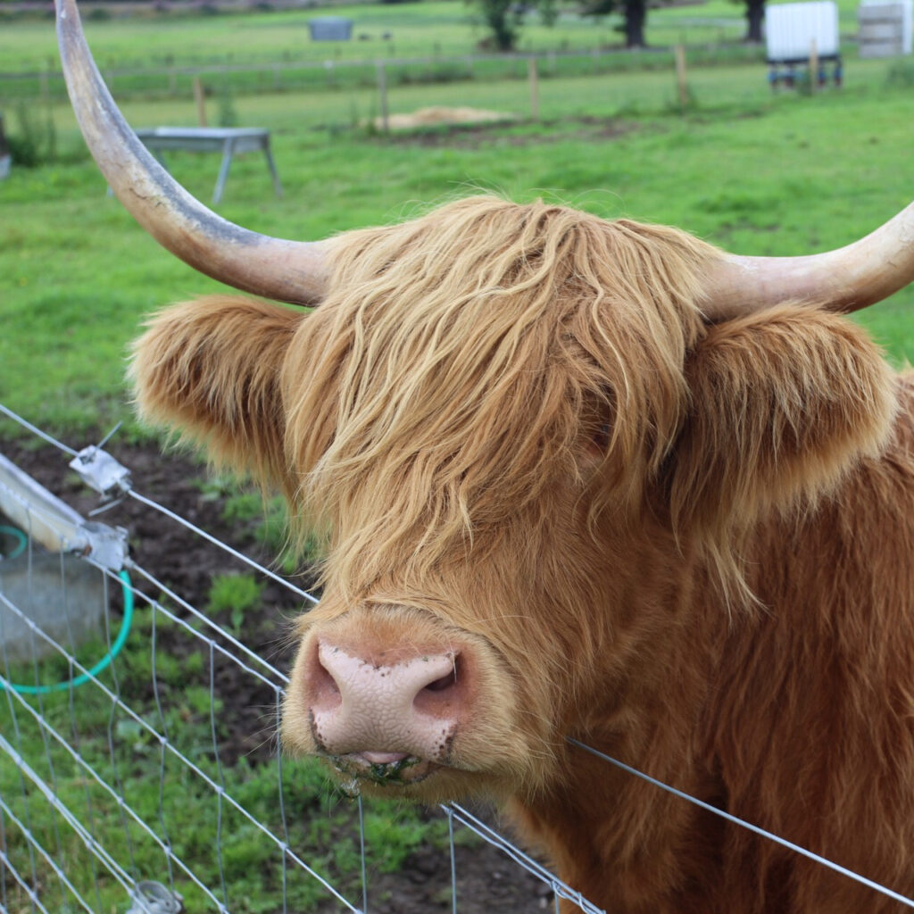 Get a selfie with the Highland Cows - Dufftown Community
