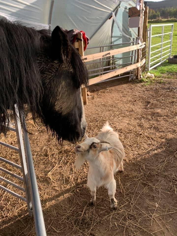 Are you in the mood for some goat cuddles? - Dufftown Community